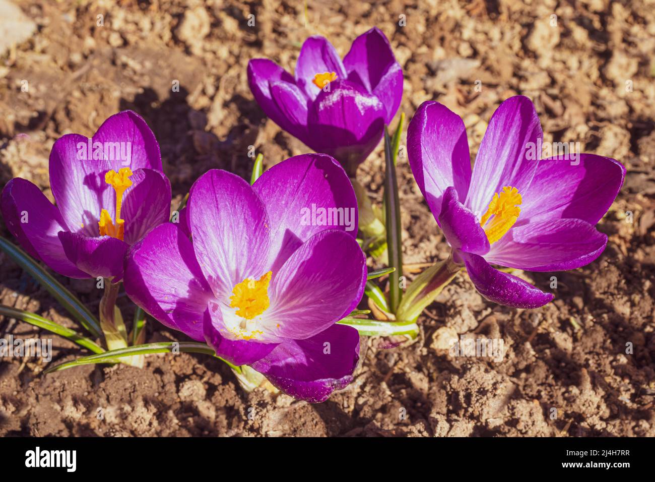 Blue-purple crocus is a plant of the iris family Stock Photo - Alamy