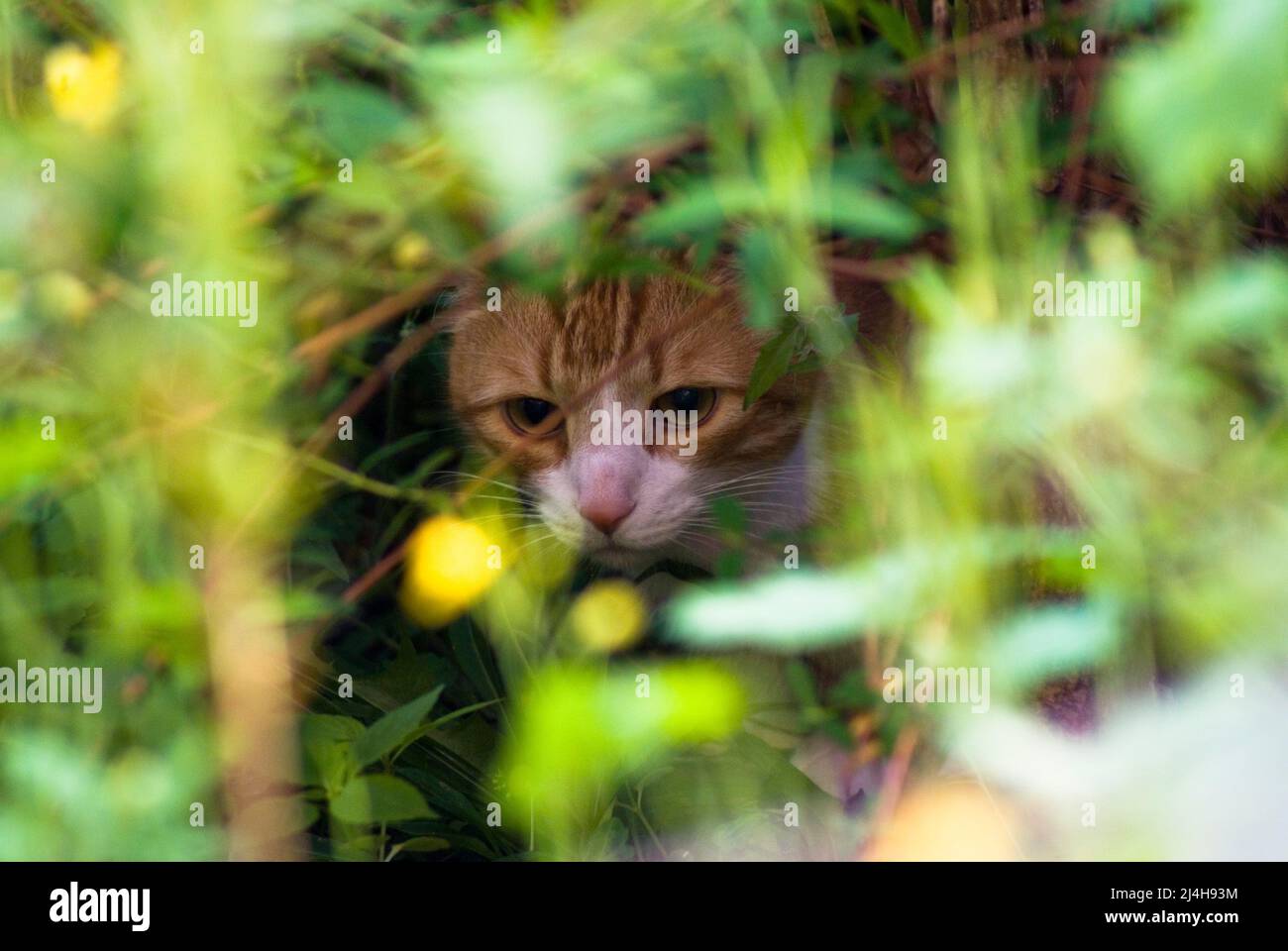 Katzen foto hi-res stock photography and images - Alamy