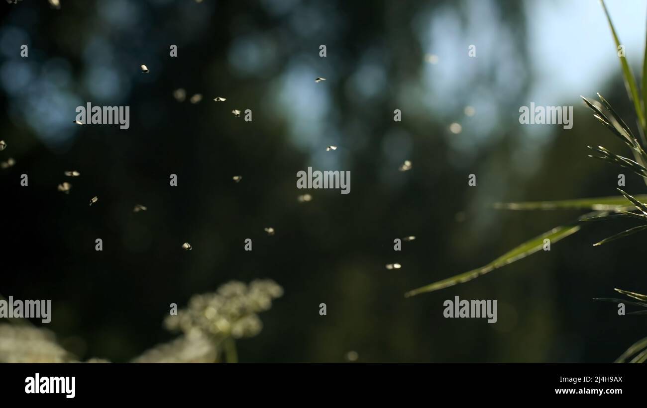 A flock of midges. Creative. Filmed small insects circling around the ...