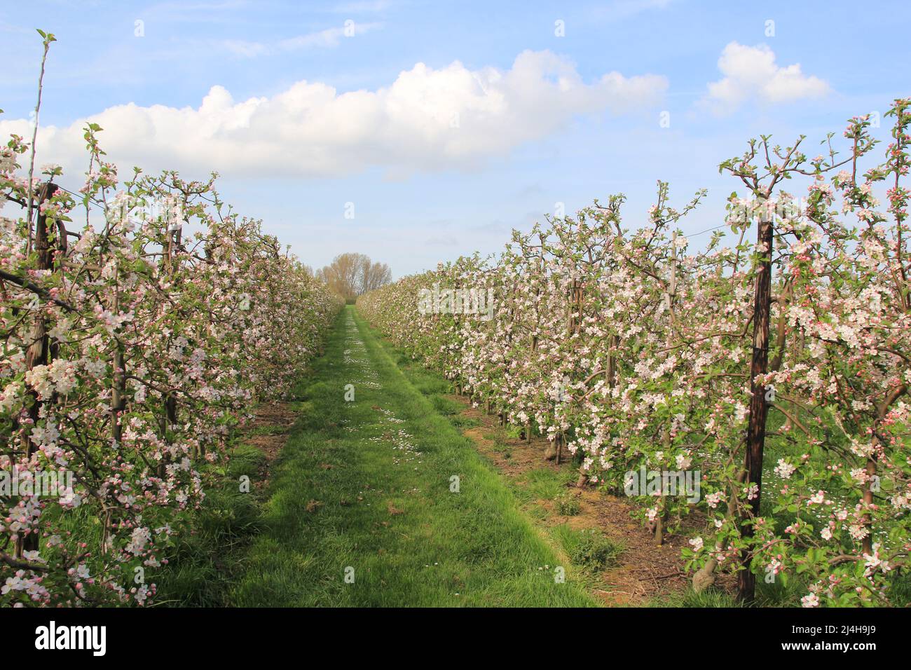 Beautiful blooming trees hi-res stock photography and images - Alamy