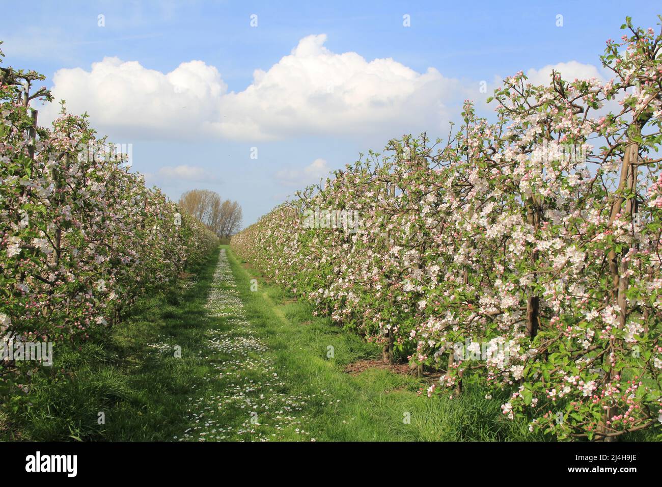 two rows of apple trees with beautiful white and pink blossom in an ...