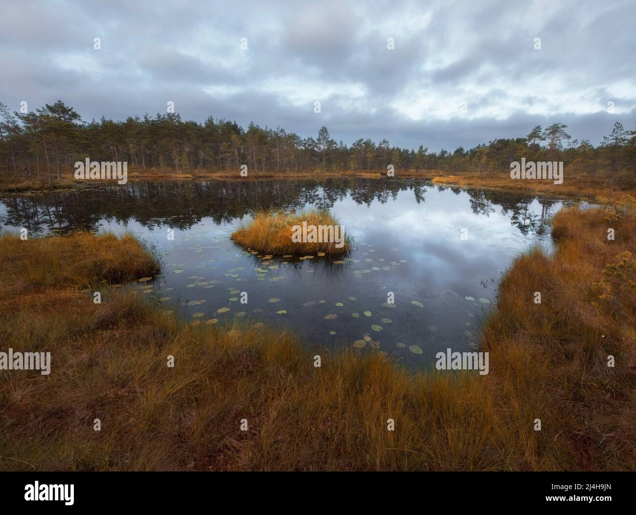 Swampy pond hi-res stock photography and images - Alamy