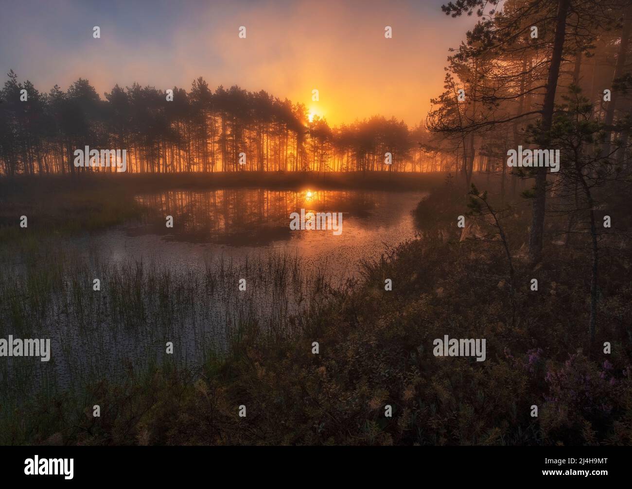 Sunny dawn on foggy swamp. morning sun rays on the bog Stock Photo - Alamy