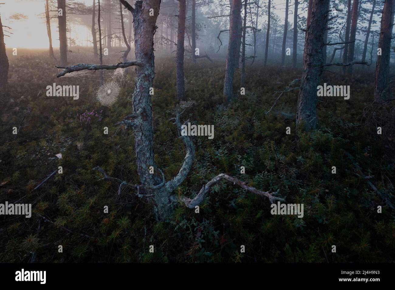 cobweb against the background of fog and trees in the swamp in early ...