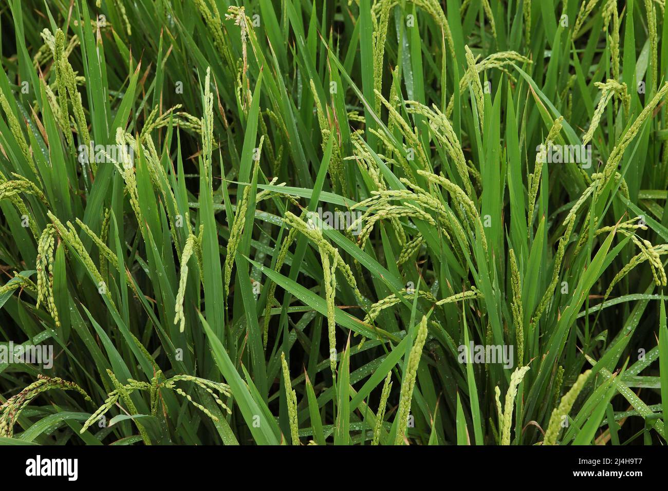 Close up of rice growing in a paddy field. Agriculture in China, Taiwan ...