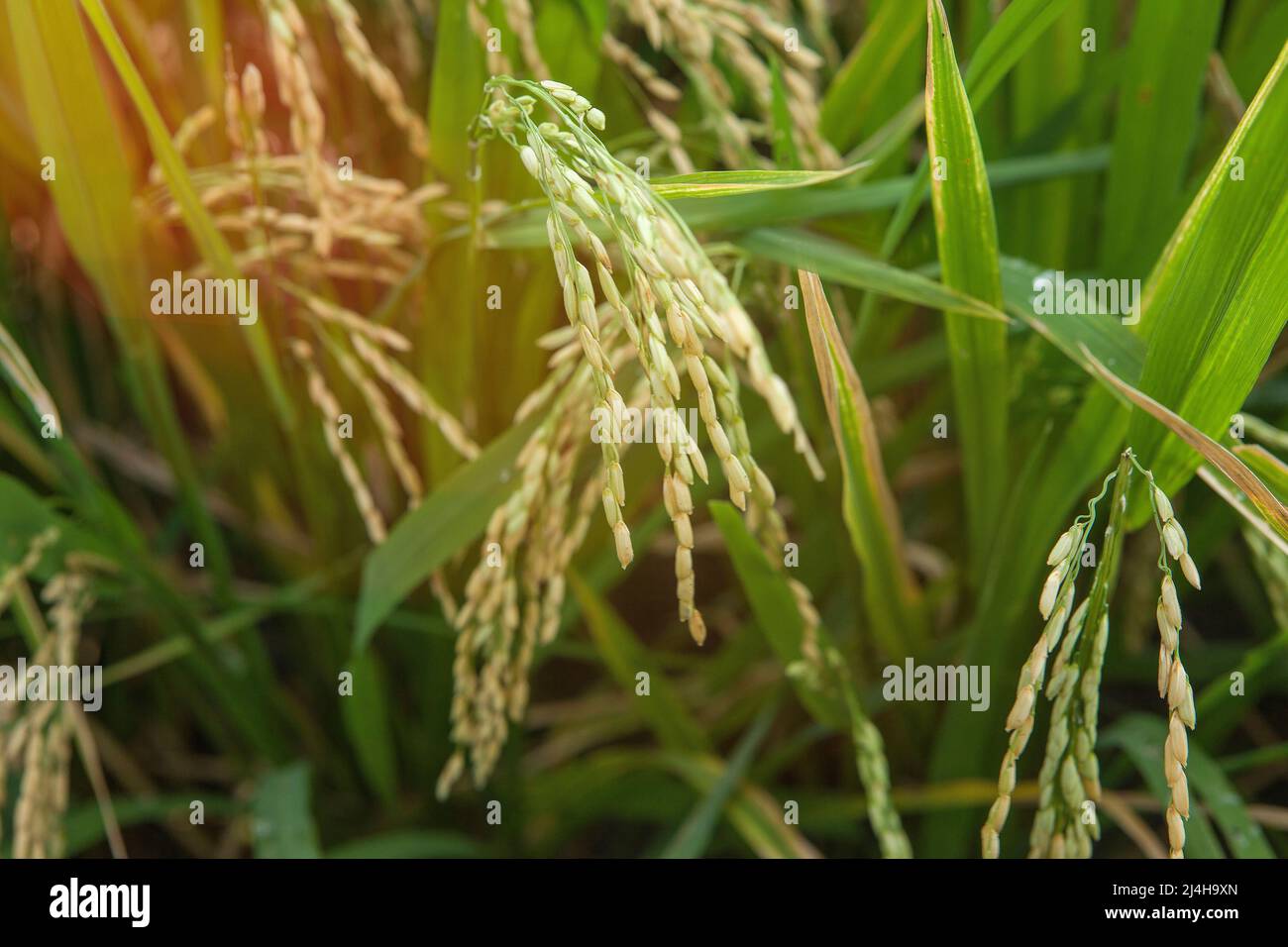 Wallpaper of paddy field hi-res stock photography and images - Alamy