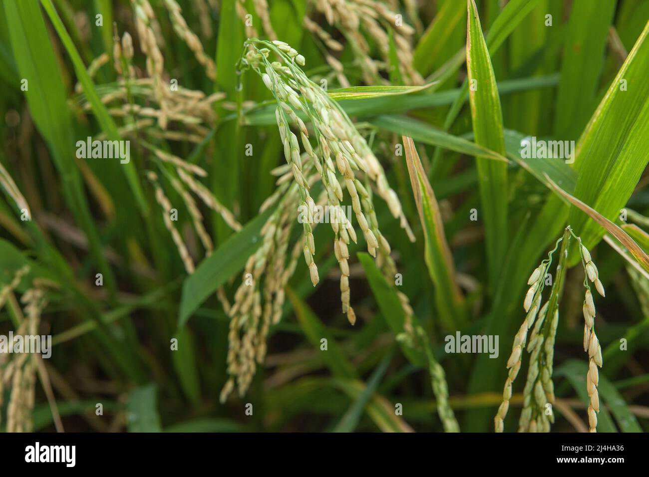 Close up of rice growing in a paddy field. Agriculture in China, Taiwan ...