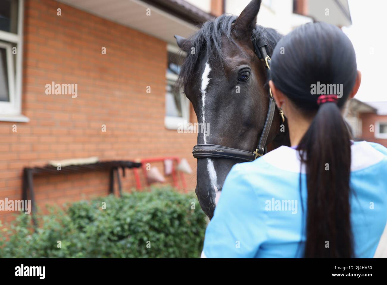 Veterinarian conducts medical examination of horse on farm Stock Photo ...