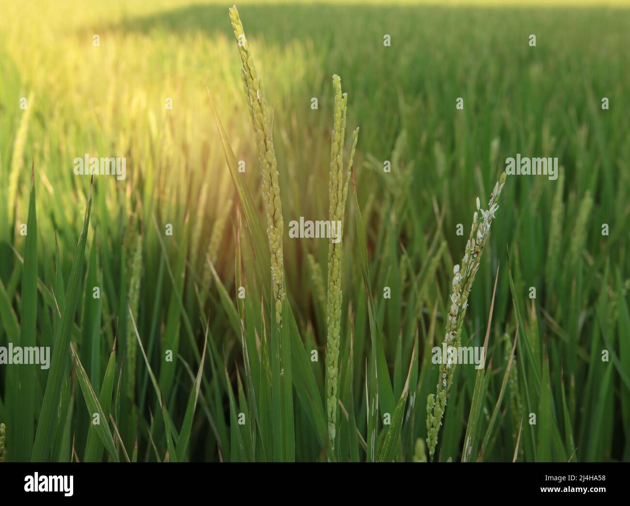Close up of rice growing in a paddy field. Agriculture in China, Taiwan ...