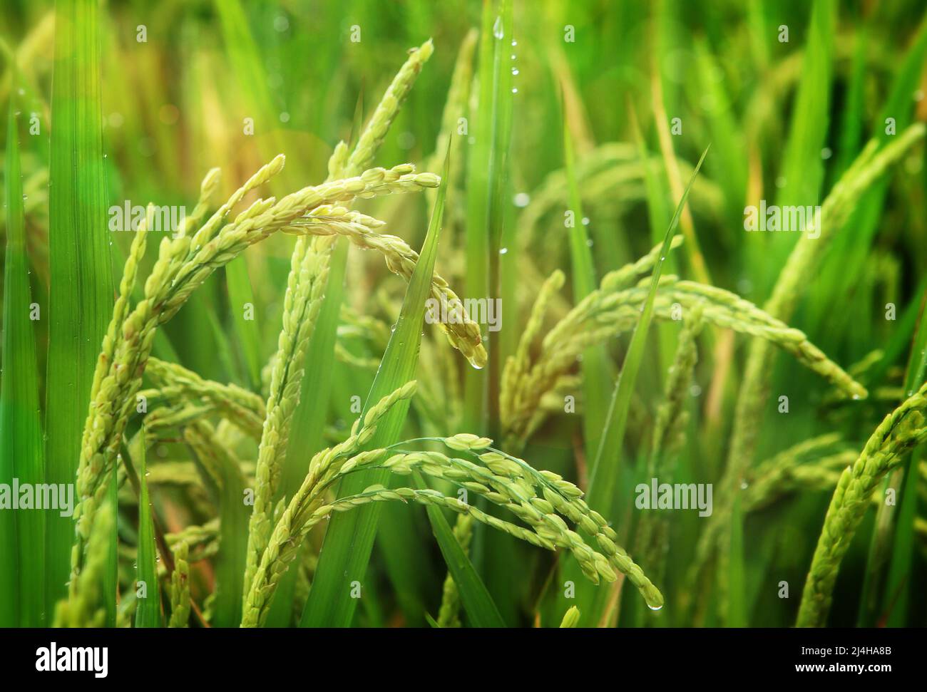 Rice grass close up china hi-res stock photography and images - Alamy