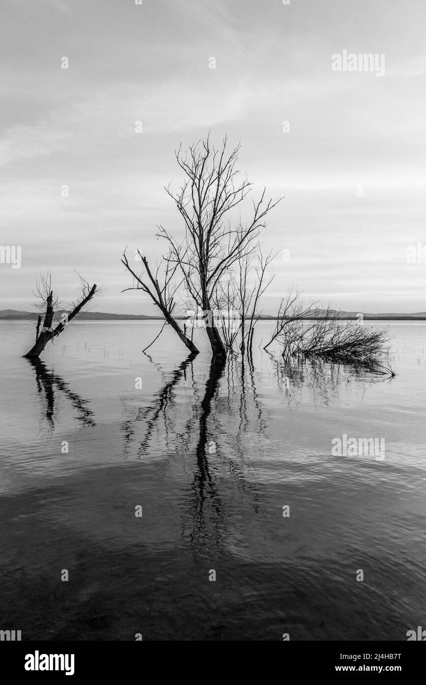 Perfectly symmetric trees reflections on a lake Stock Photo - Alamy