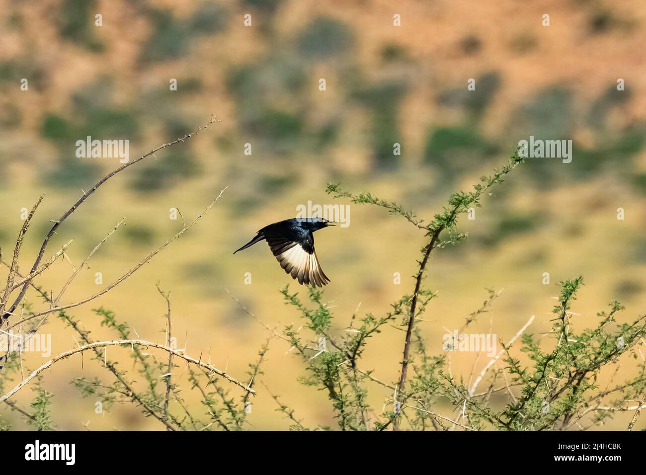 Pale winged hi-res stock photography and images - Alamy