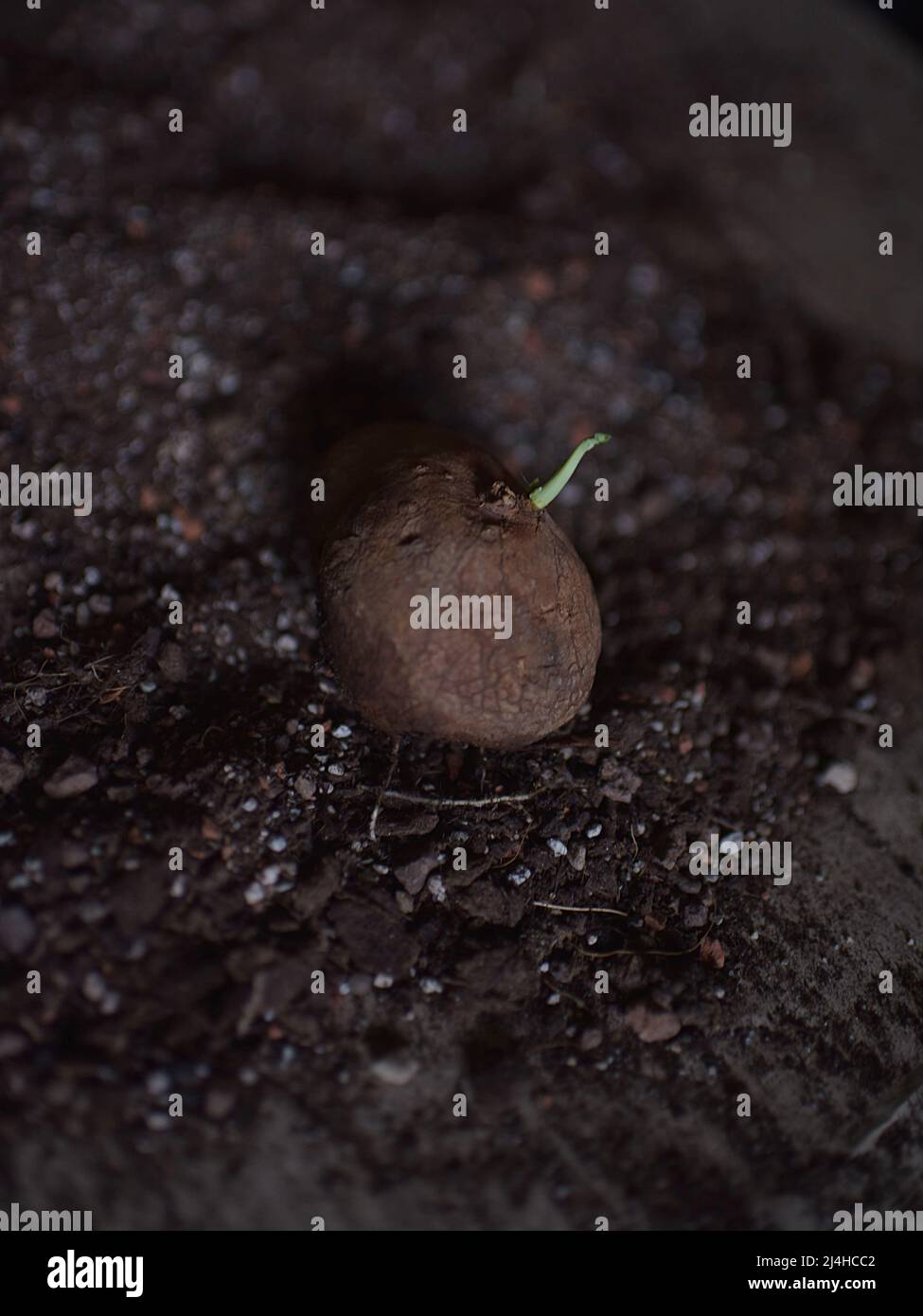 Stephania erecta. Transplanting the tuber of a plant with a sprout ...