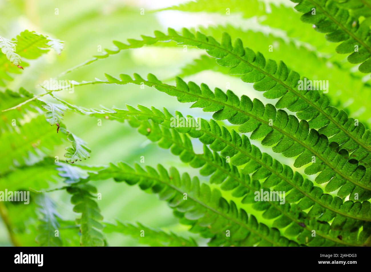 Green fern leaves close-up macro photo. Background of fern foliage ...