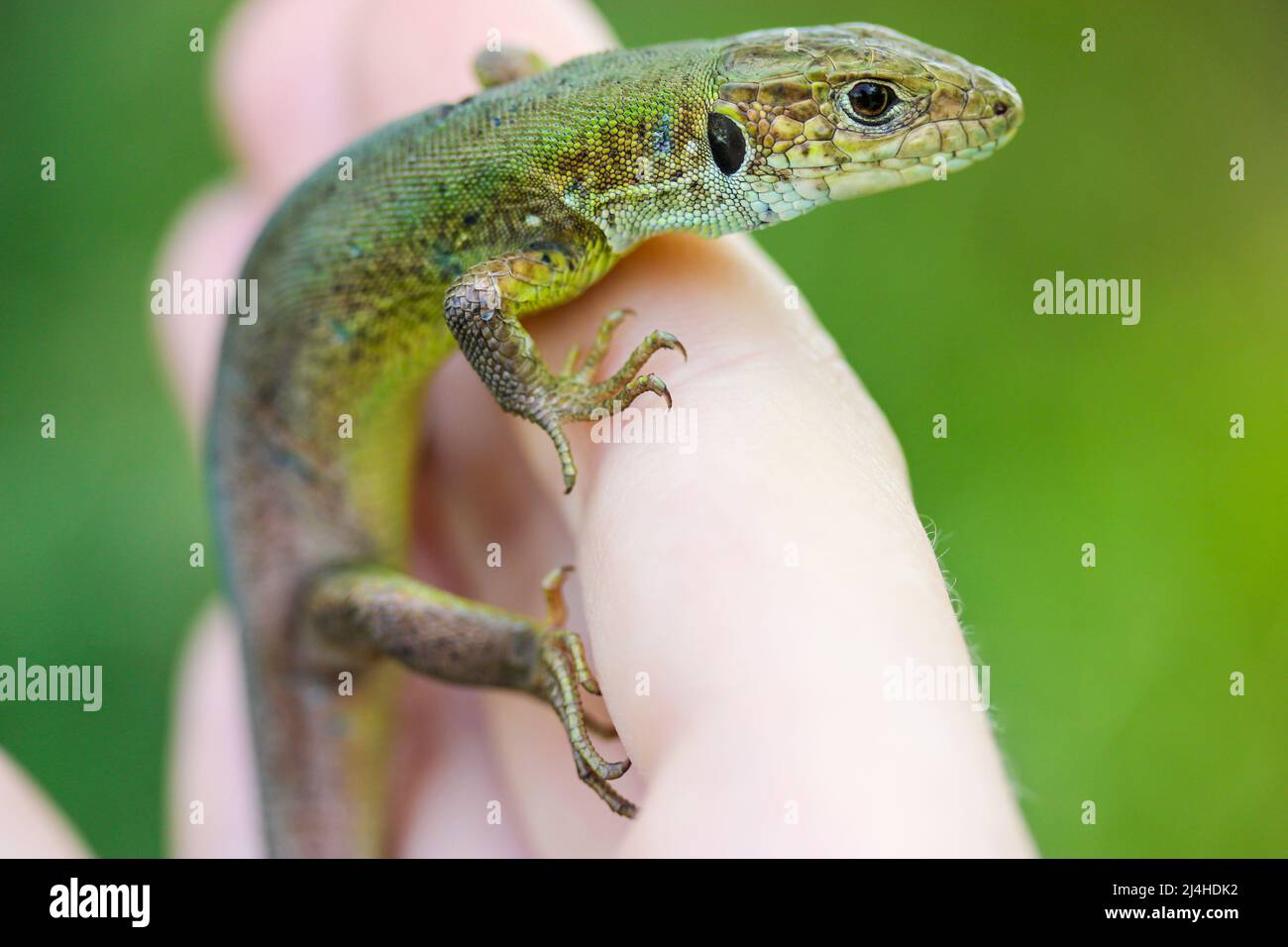 Small green lizard in a woman's hand isolated on a natural green ...