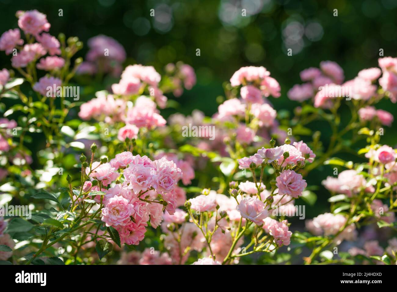 pink wild roses in the garden Stock Photo - Alamy