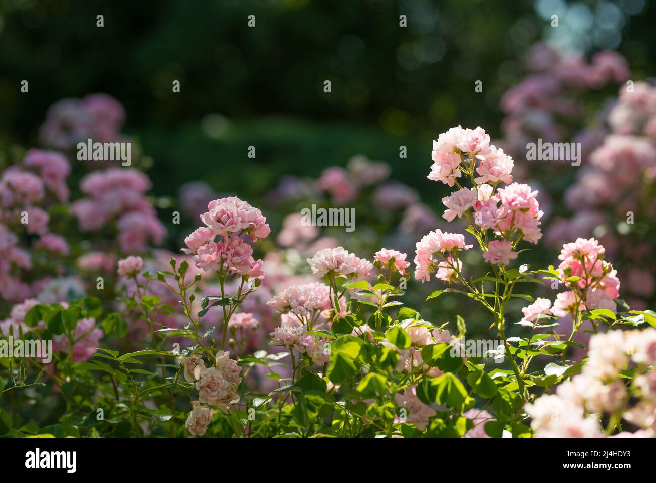 pink wild roses in the garden Stock Photo - Alamy