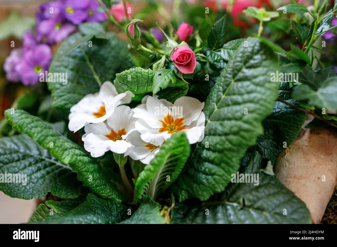 Multi-colored primrose in pots for sale at a farmer's market. White ...