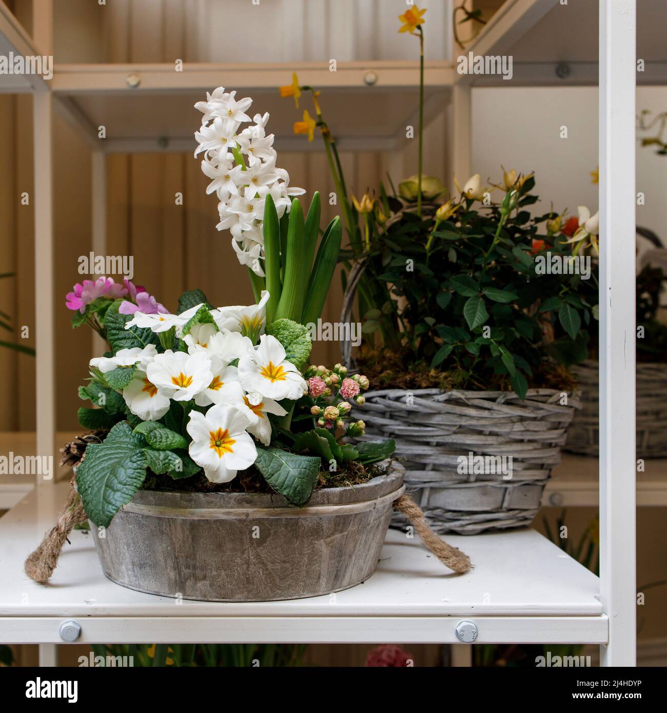 Multi-colored primrose in pots for sale at a farmer's market. White ...