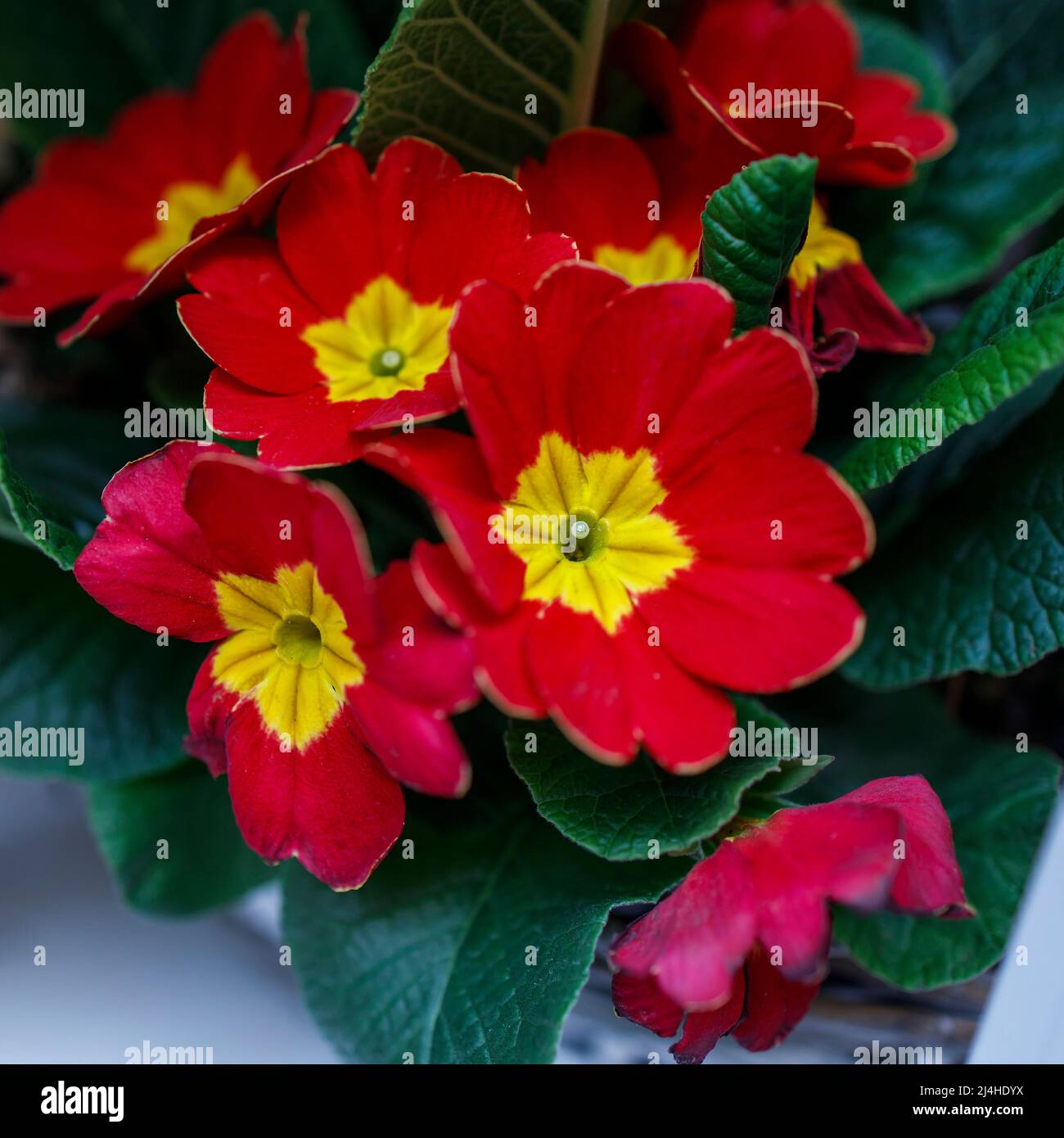 Multi-colored primrose in pots for sale at a farmer's market. Yellow ...