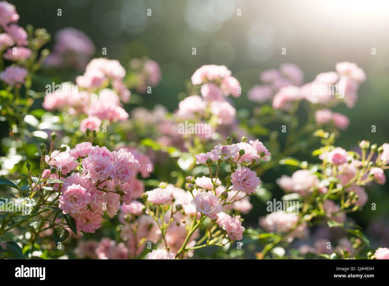 pink wild roses in the garden. With sunlight Stock Photo - Alamy