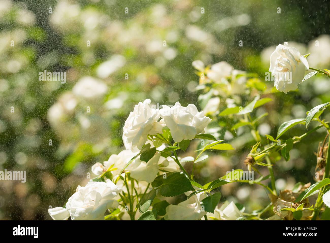White roses with sunlight Stock Photo - Alamy
