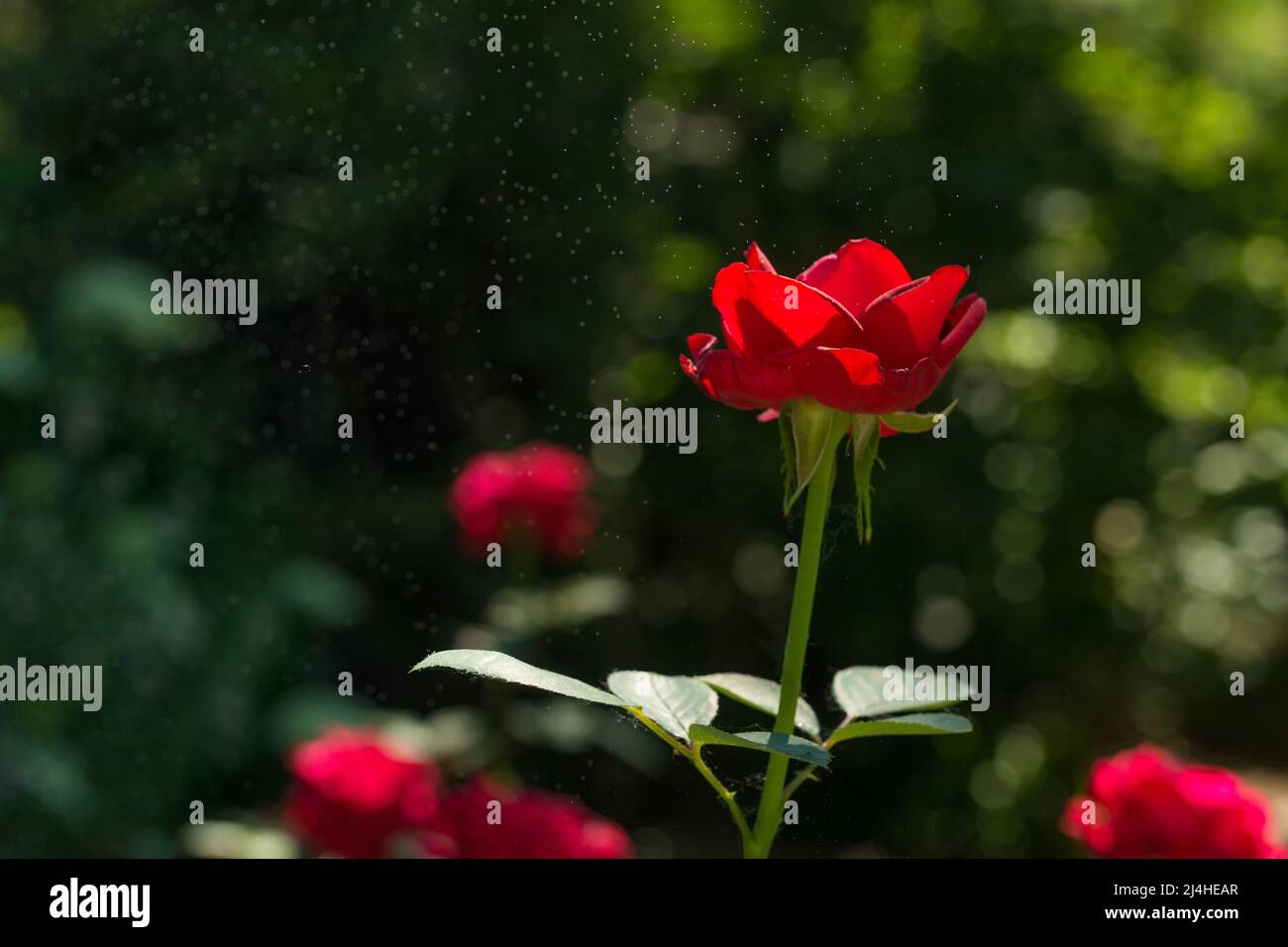 Red rose. Single beautiful rose. Love Stock Photo - Alamy