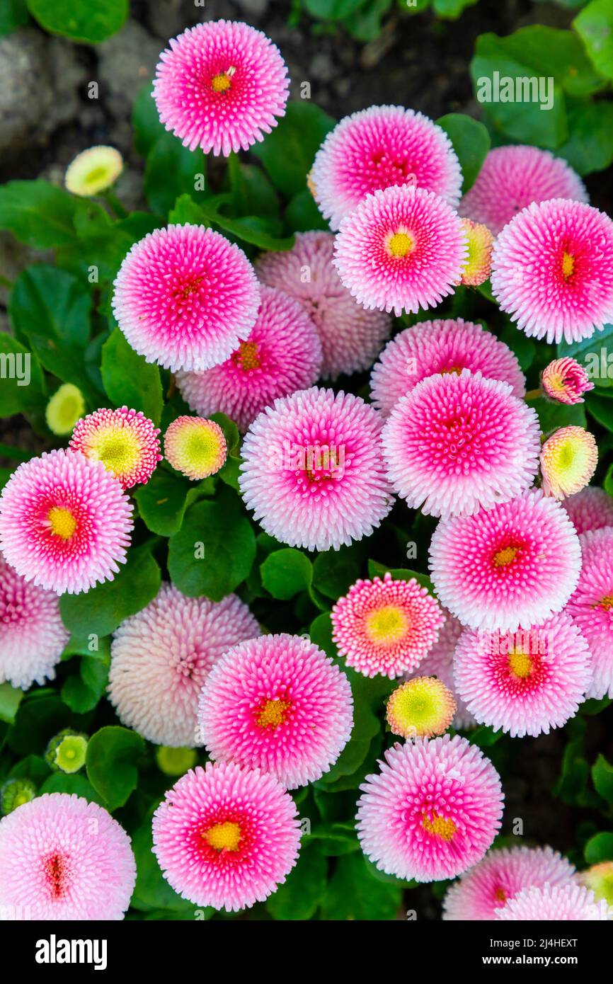 Colorful china annual aster flowers in a zrinjevac park in zagreb Stock ...