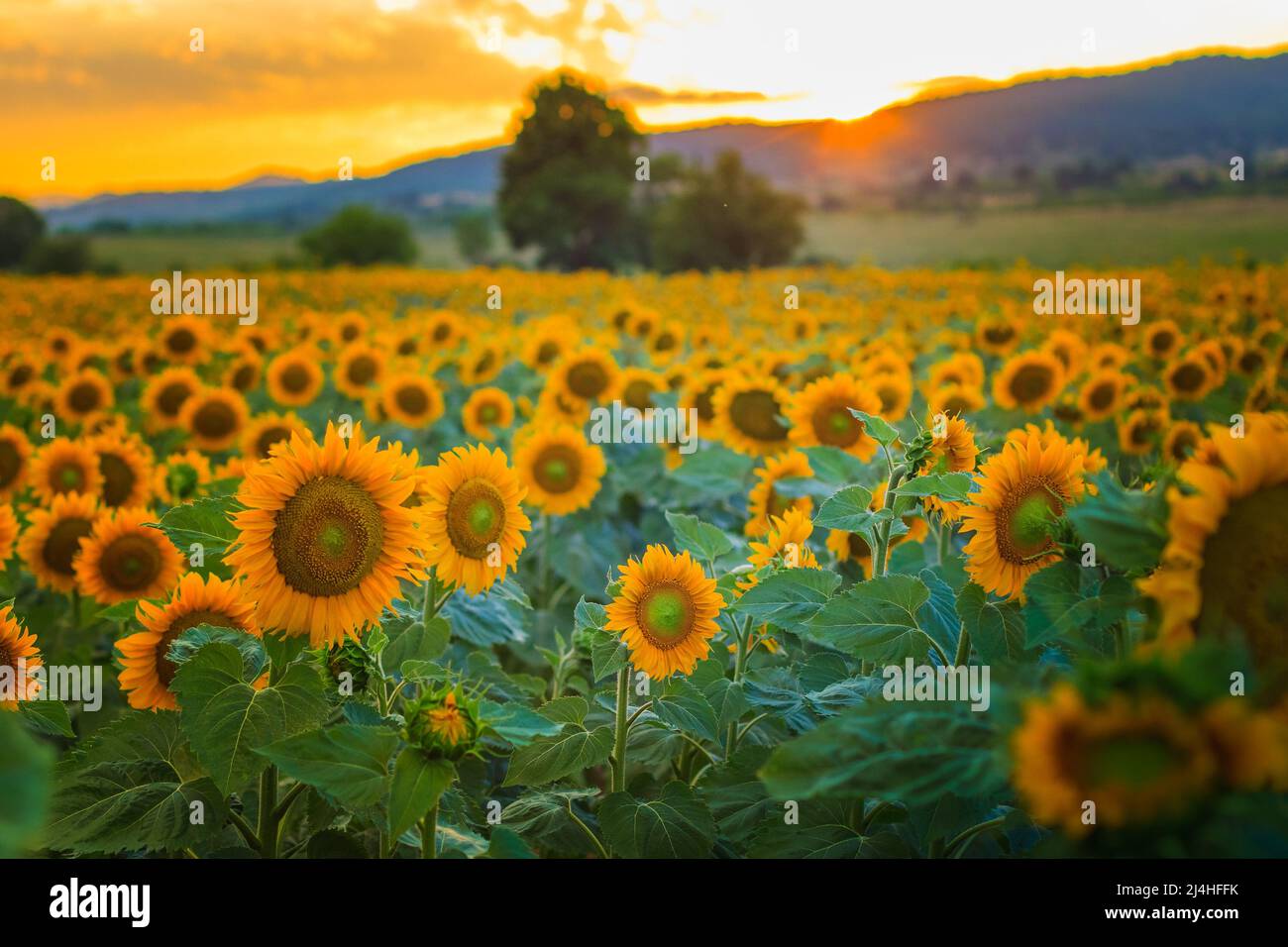 Beautiful field of sunflowers at orange sunset Stock Photo - Alamy