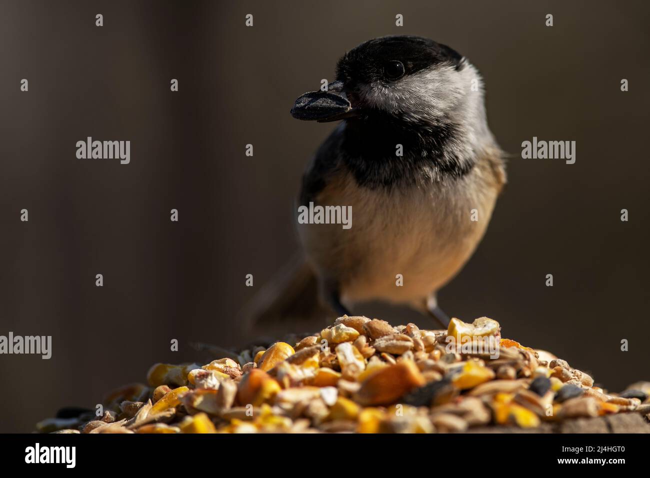 A black-capped chickadee foraging for food. Poecile atricapillus Stock ...