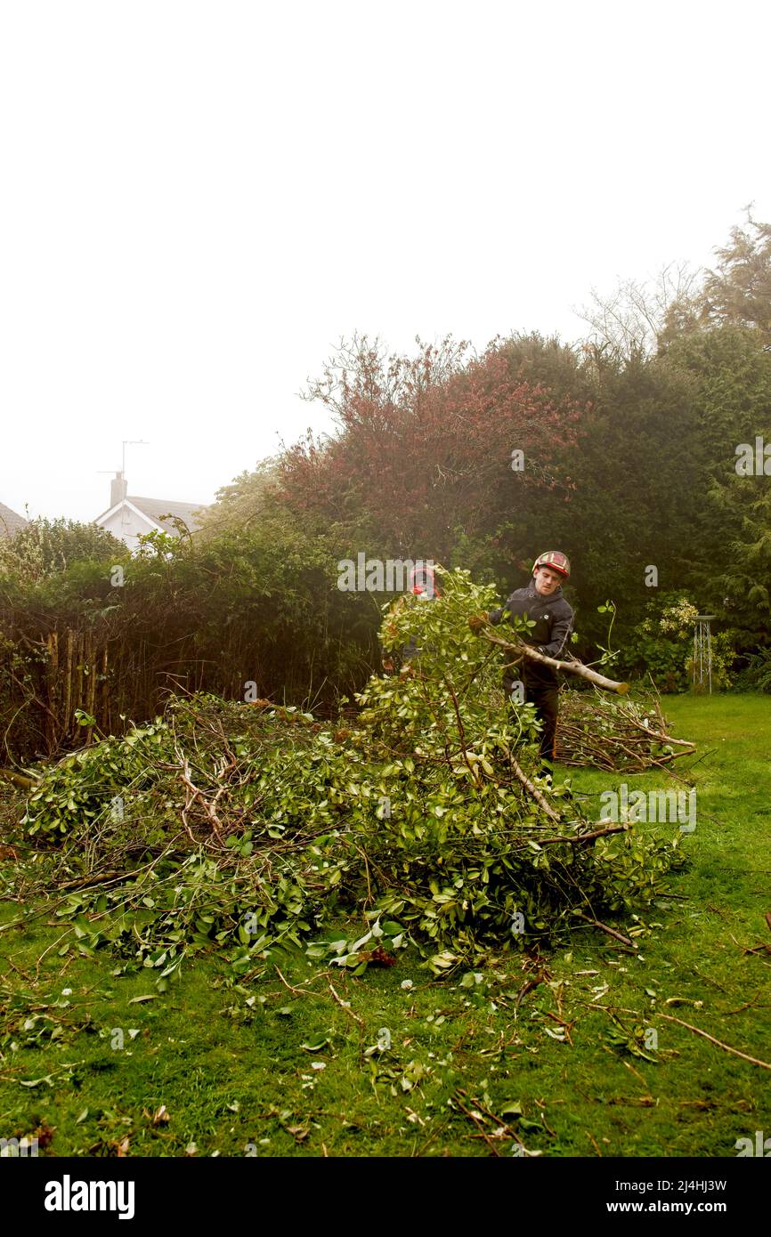 Tree and garden clearing Stock Photo - Alamy
