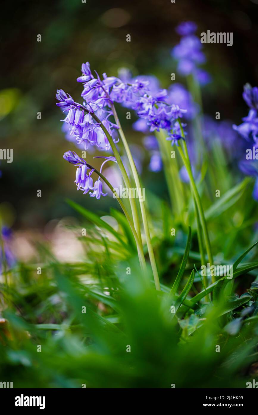English bluebells (Hyacinthoides non-scripta) flowering in early spring ...