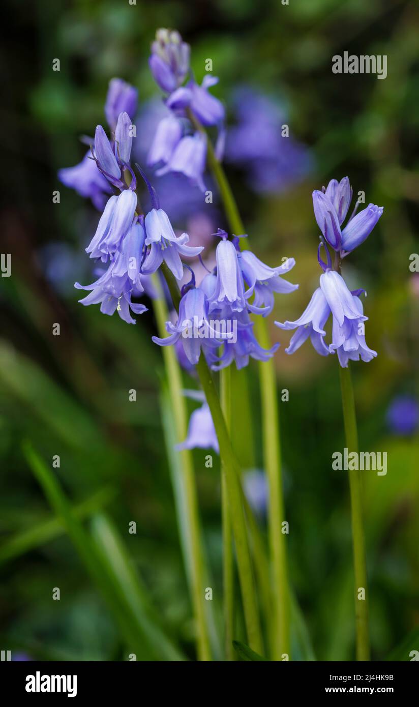 English bluebells (Hyacinthoides non-scripta) flowering in early spring ...