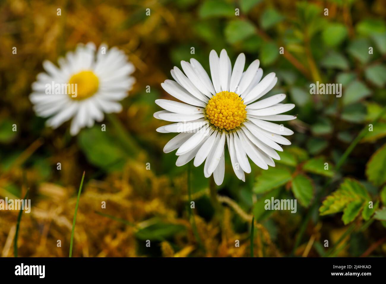 Lawn daisy (Bellis perennis), also common daisy or English daisy, a ...