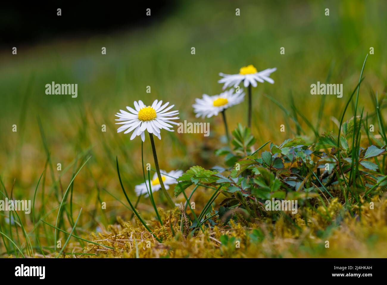 Lawn daisy (Bellis perennis), also common daisy or English daisy, a ...