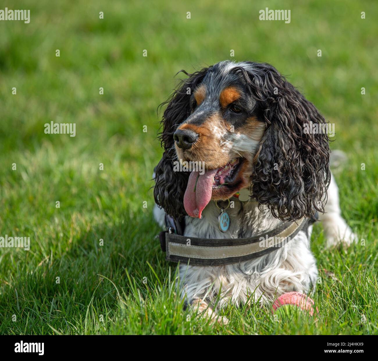 Cocker spaniel groomed hi-res stock photography and images - Alamy