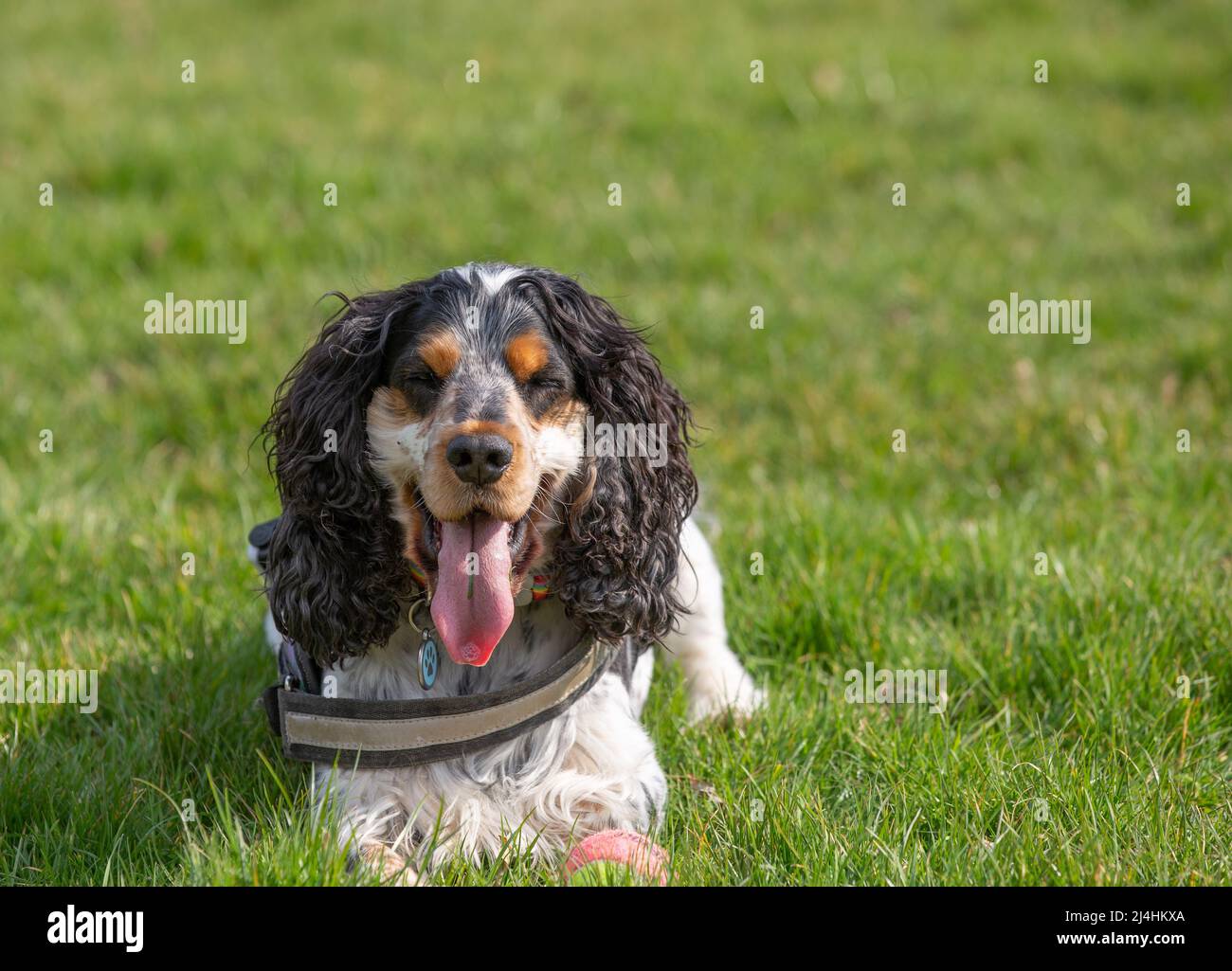 Photographer's own beautiful 4 year old tricolour Cocker Spaniel dog ...