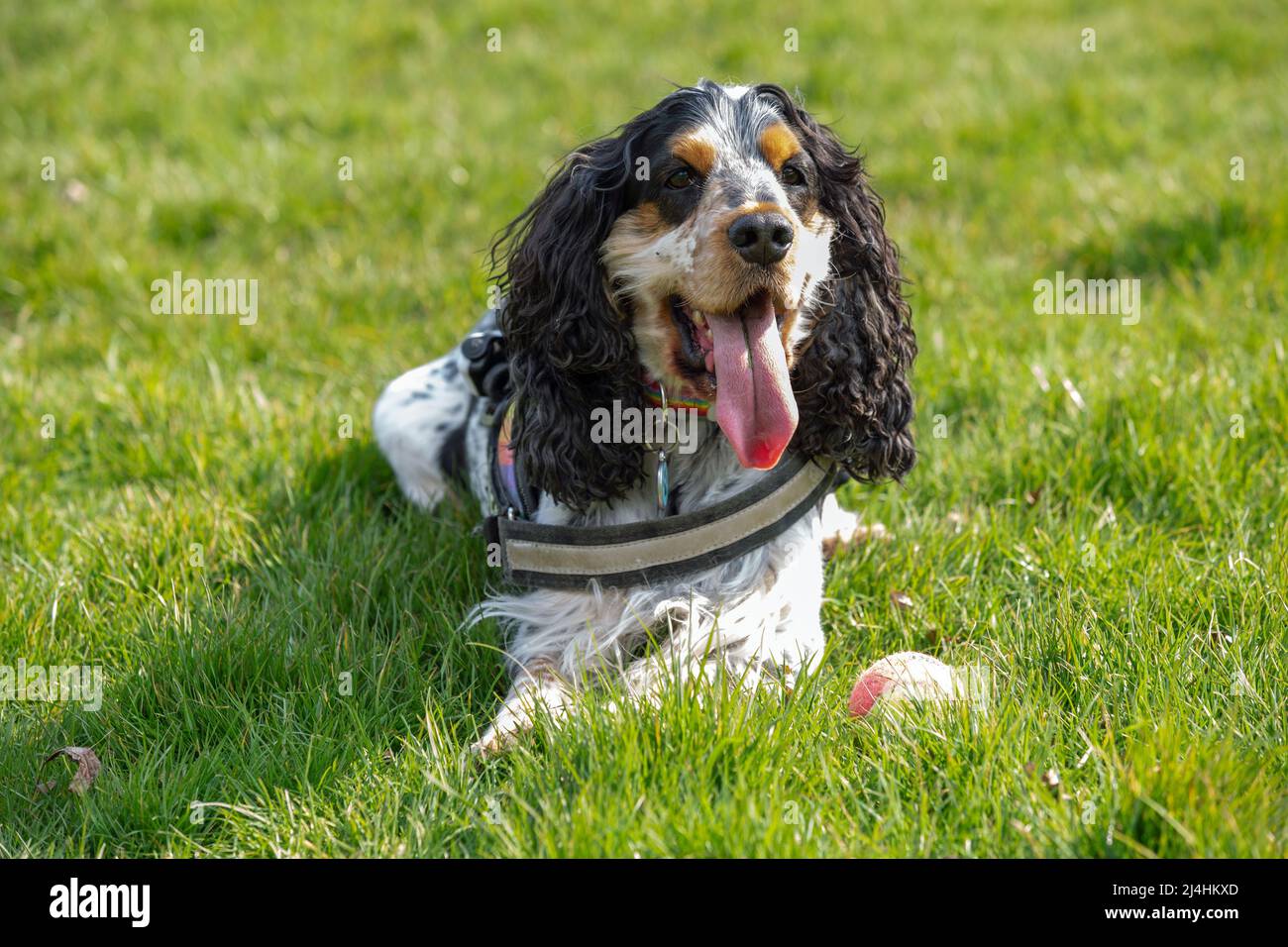 Photographer's own beautiful 4 year old tricolour Cocker Spaniel dog ...