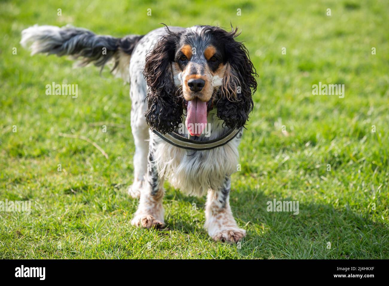 Photographer's own beautiful 4 year old tricolour Cocker Spaniel dog ...
