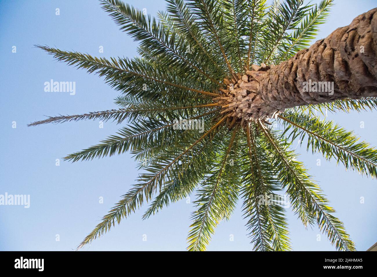 Palm tree from underneath hi-res stock photography and images - Alamy
