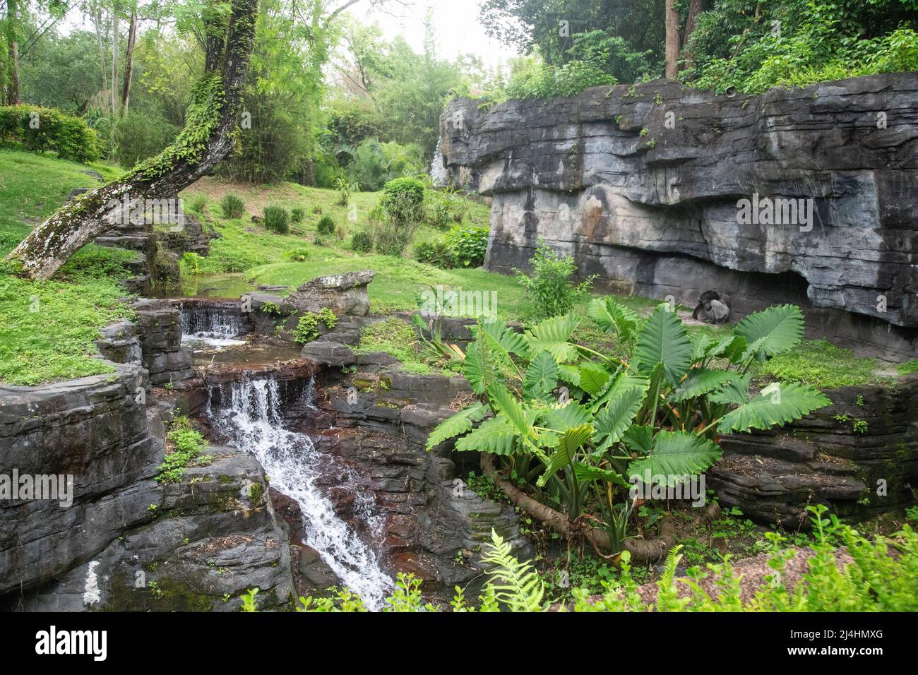 Animal Kingdom, Orlando, Florida, USA, April 2nd 2022, An enclosure for ...