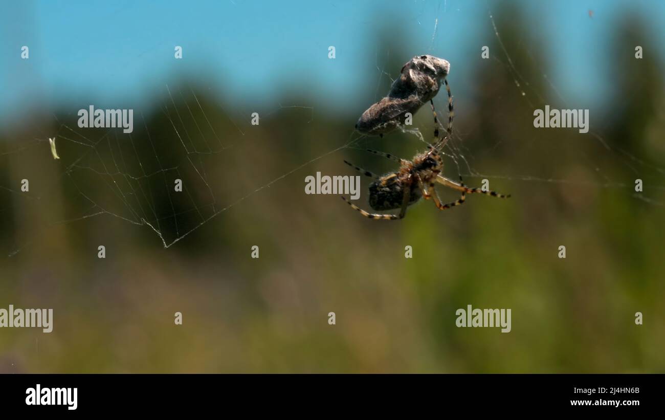 Spider web in macro photography. Krenavti. A natural web on which hangs ...