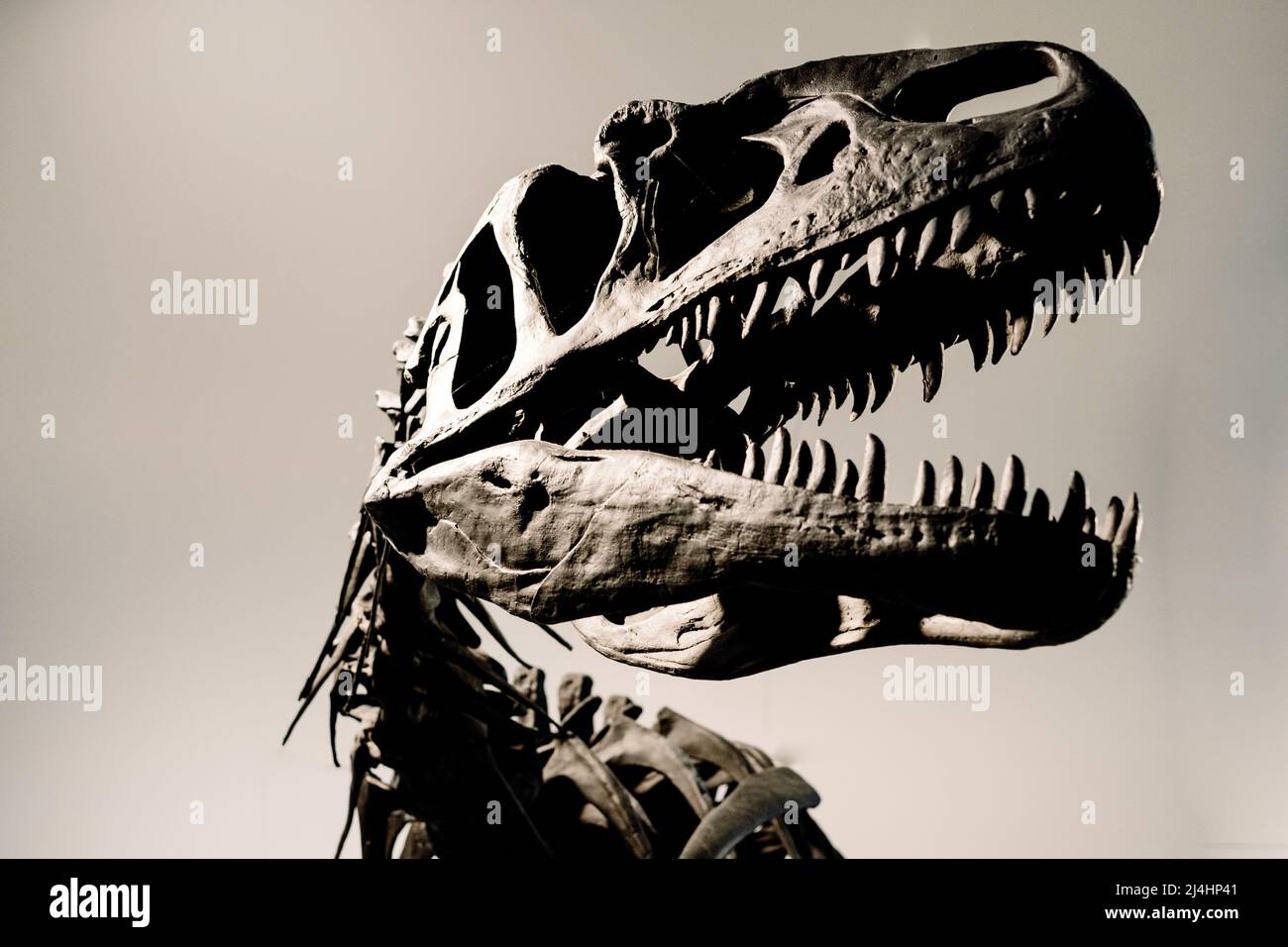 Tyrannosaurus rex jaw bone hi-res stock photography and images - Alamy