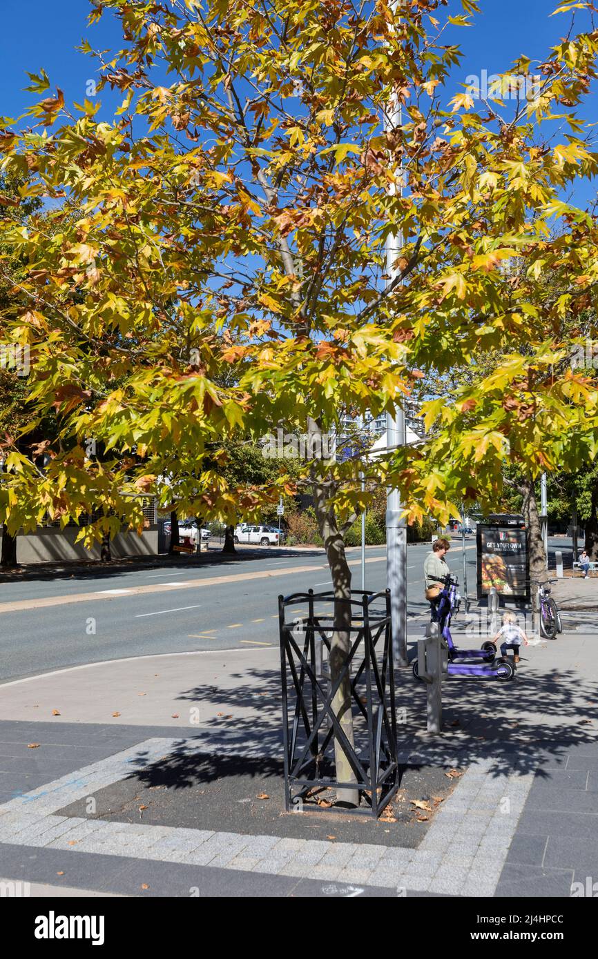 Autumn colours on a tree in Canberra city centre,ACT,Australia with ...