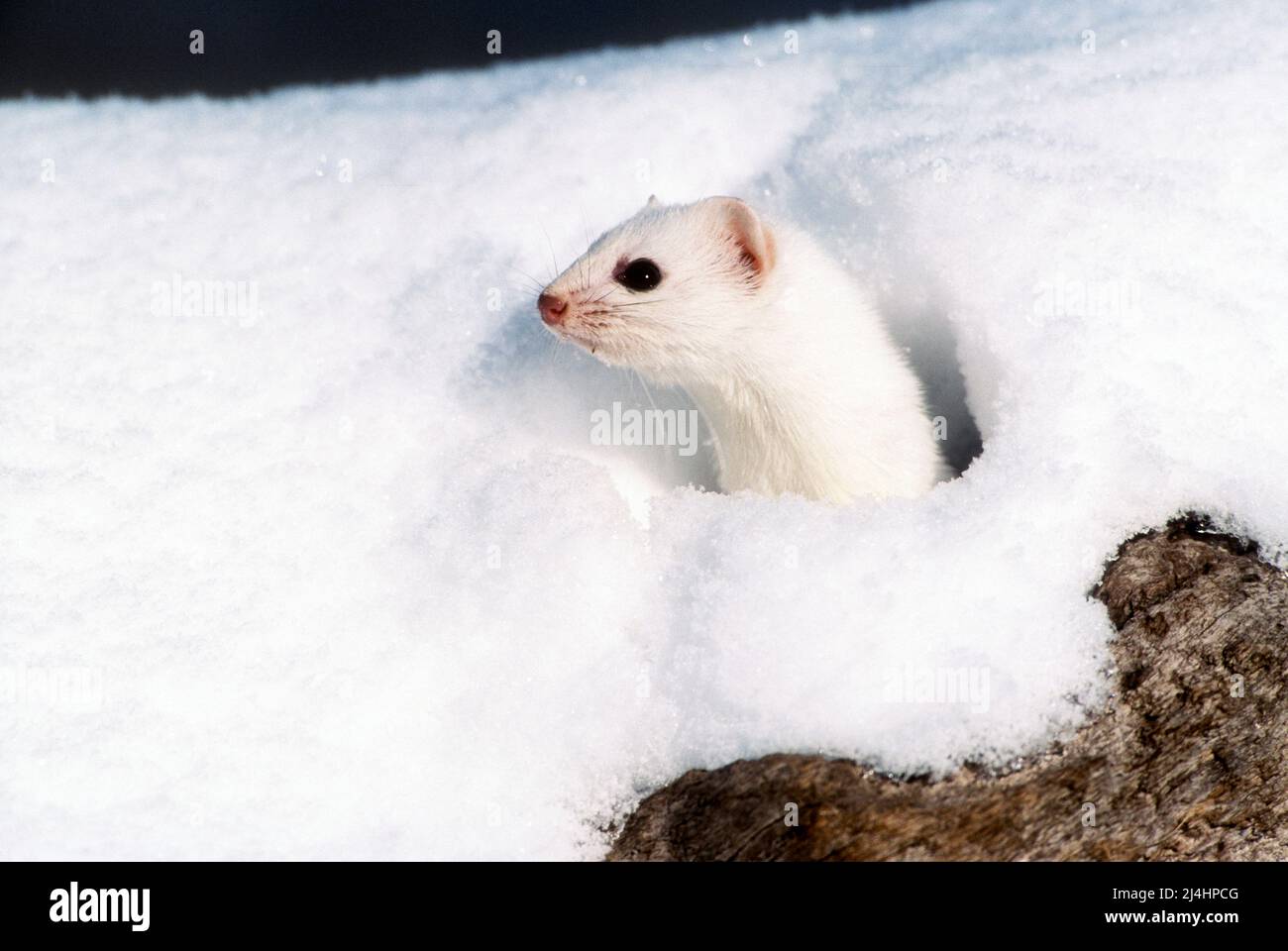 Winter Ermine