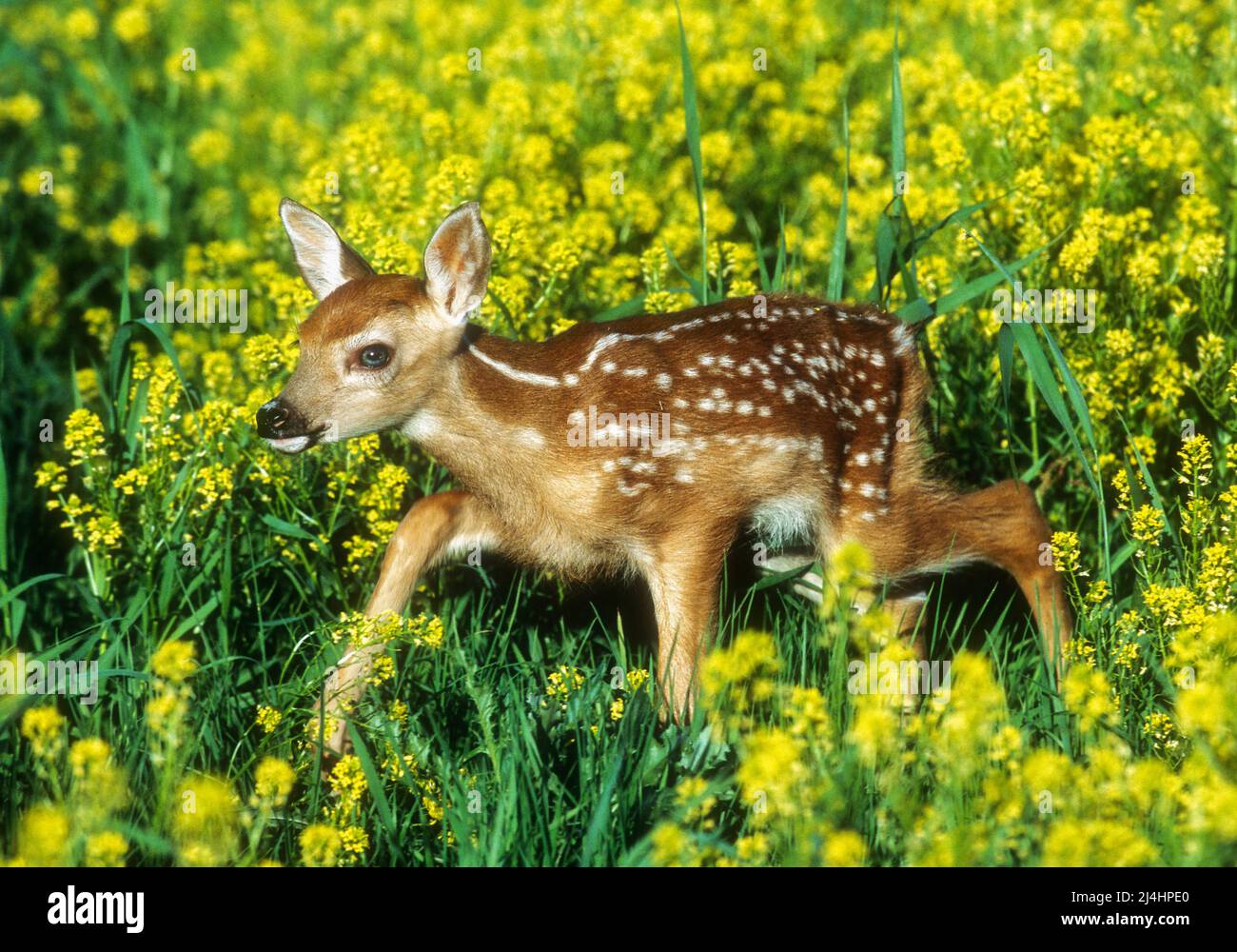 North America; United States; Montana; National Bison Range; Wildlife ...