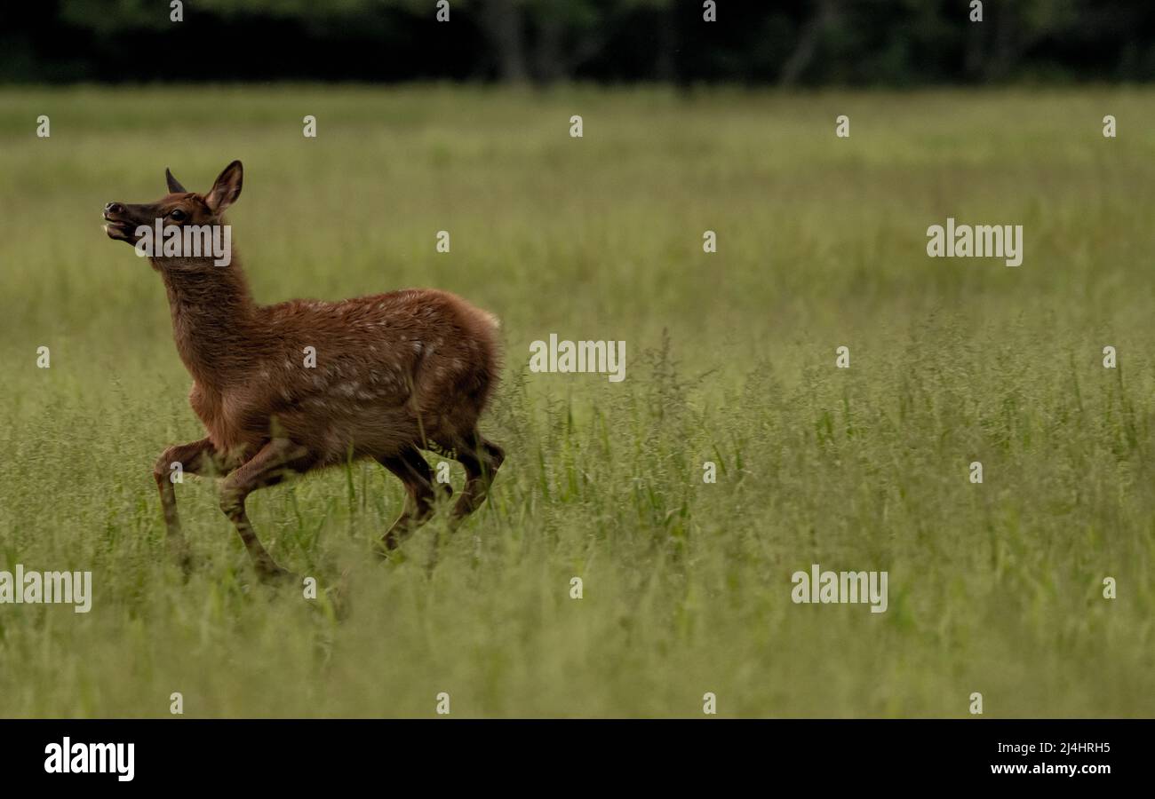 Young Elk With Spots Zooming Through Tall Grasses in Great Smoky ...