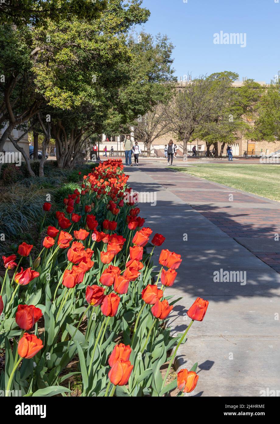 Bright tulips line a sidewalk at Texas Tech as students walk to class ...