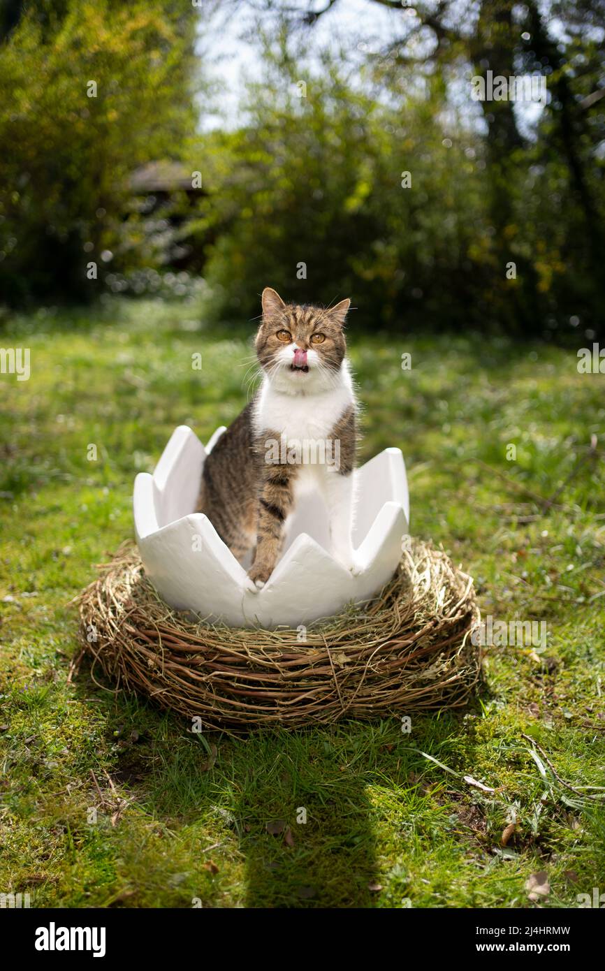 tabby white cat inside of broken easter egg shell in nest outdoors on ...