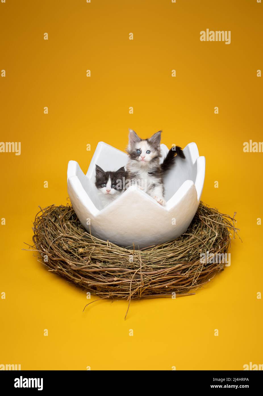 two different colored maine coon kittens inside of easter egg in easter ...